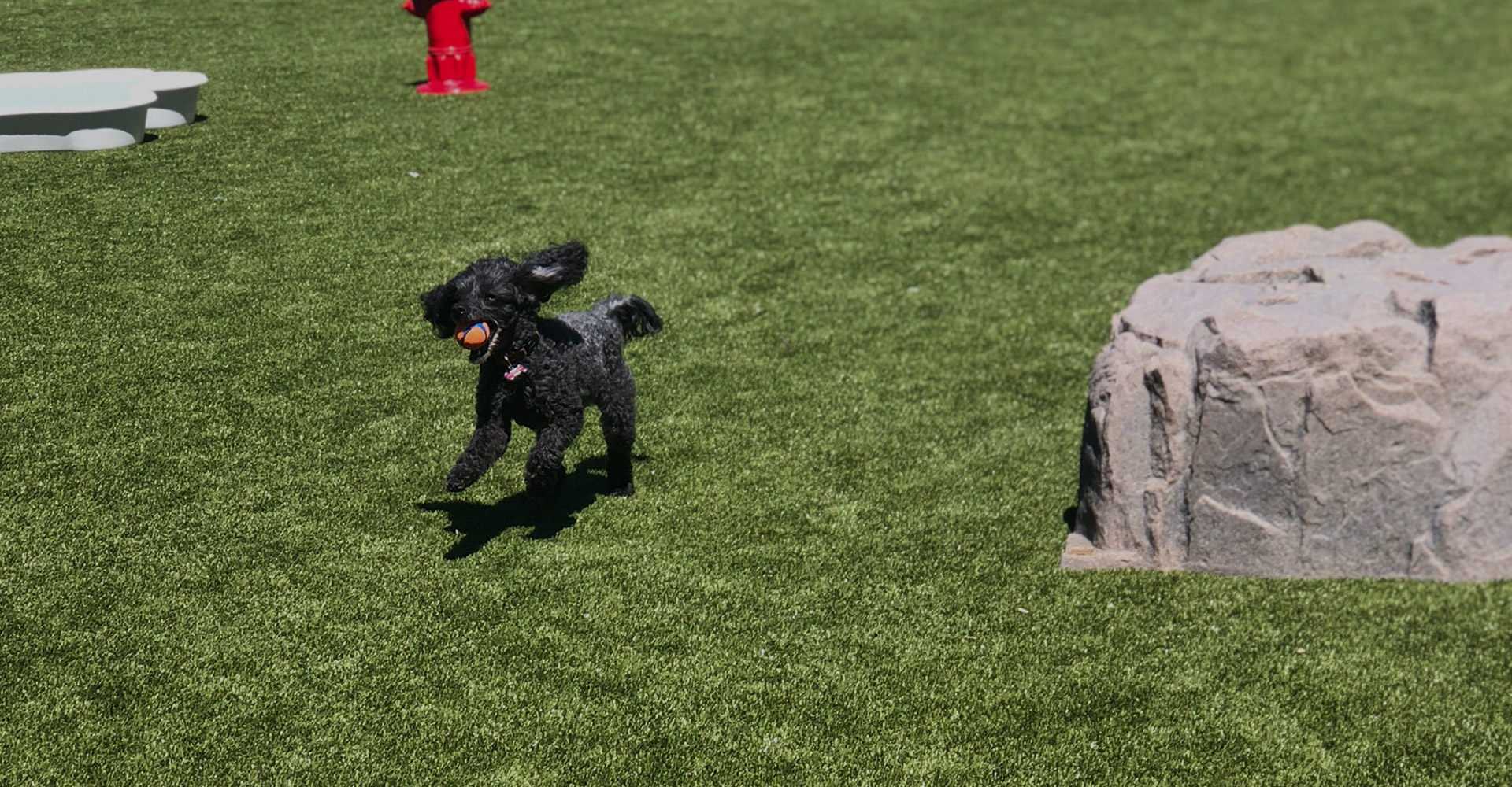 Unlocking the Joy of Day Stays: A World of Fun and Care for Your Dog ...